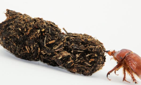 Possum Poop: Possum Droppings มีลักษณะอย่างไร? | Newagepitbulls