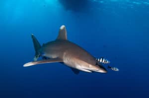 Discover 15 Sharks Found in Japanese Waters - A-Z Animals