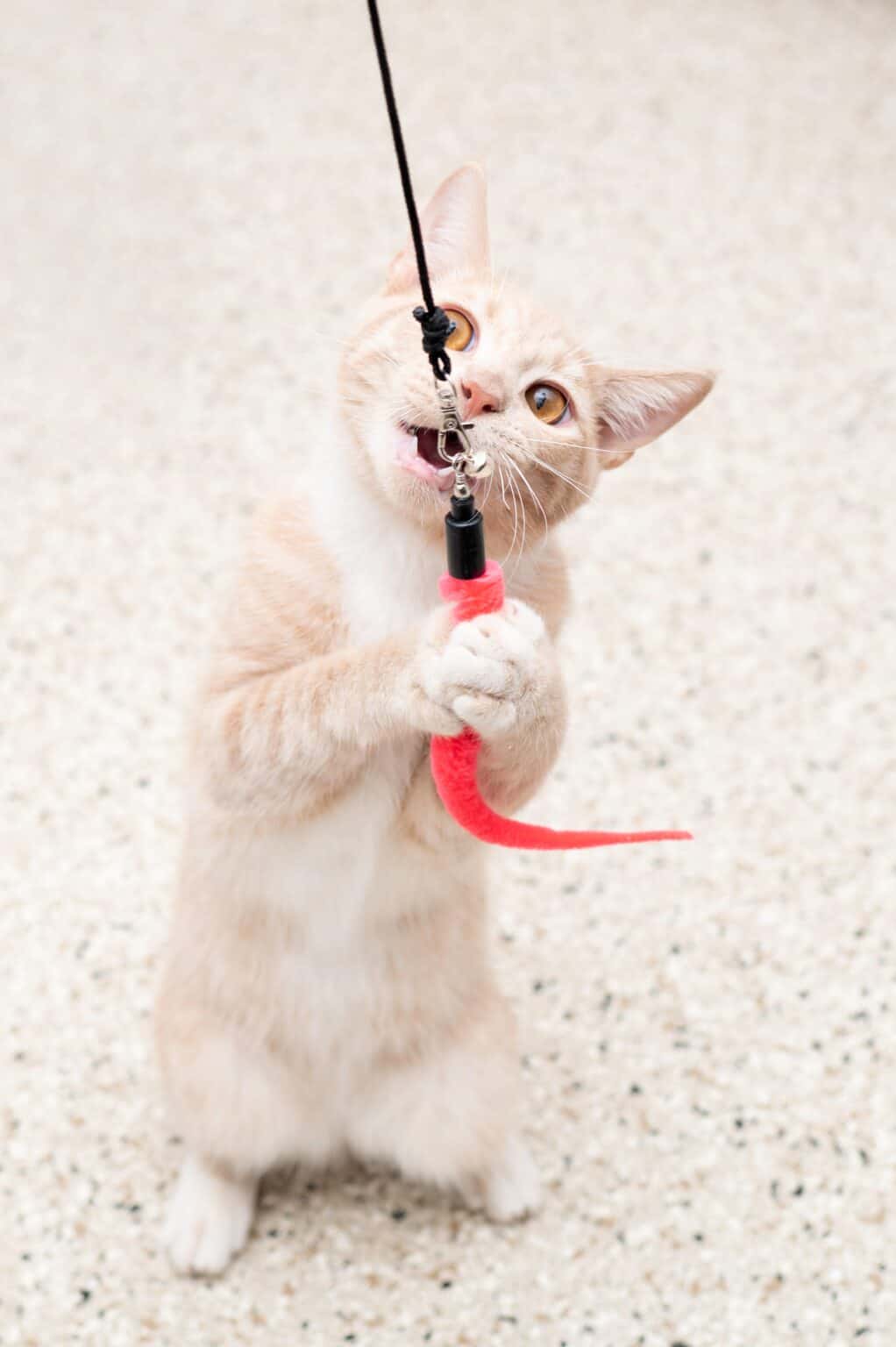 Can Cats Eat Shrimp? 8 Things to Know Before Feeding - A-Z Animals