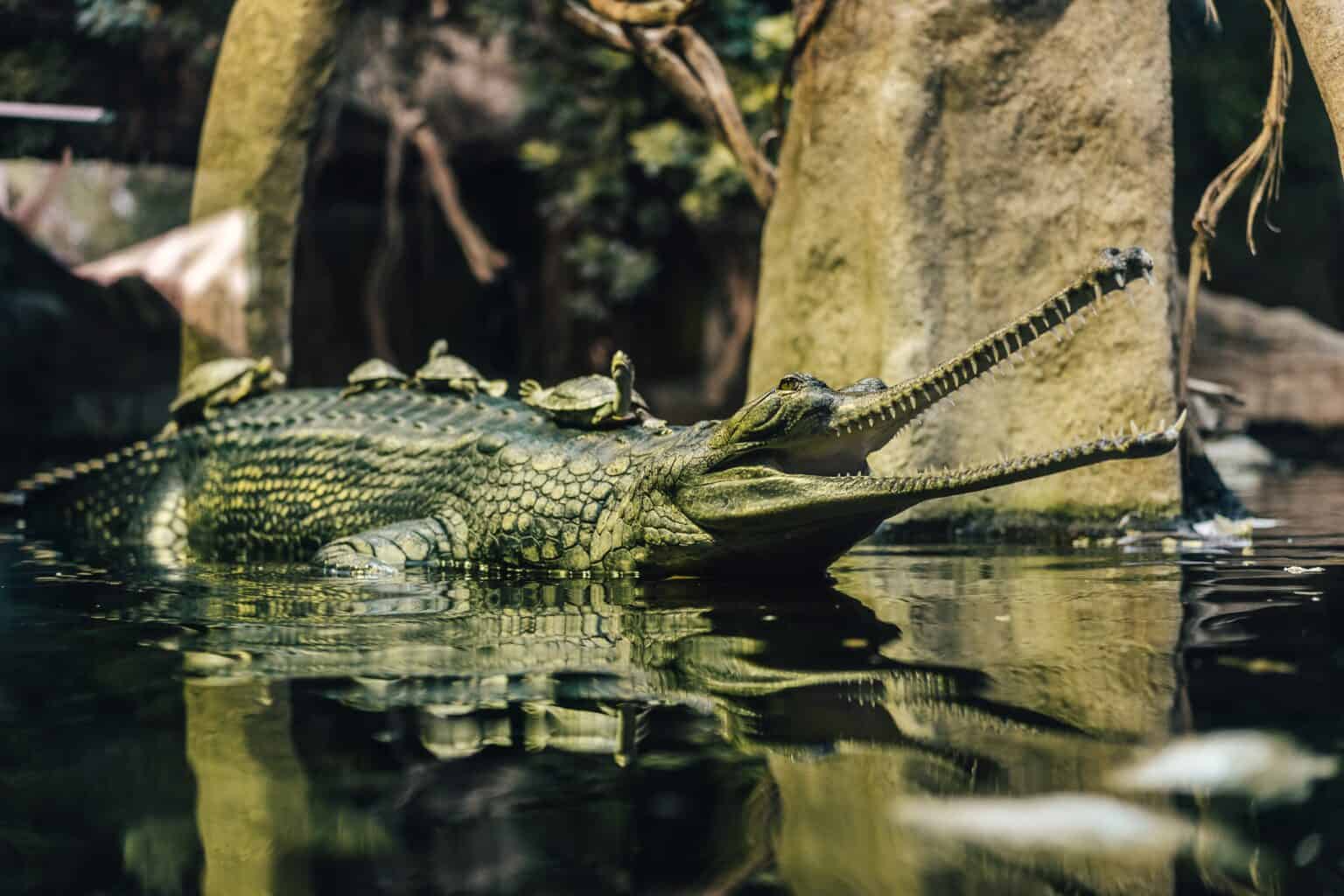 Gharial Animal Facts - Gavialis gangeticus - A-Z Animals