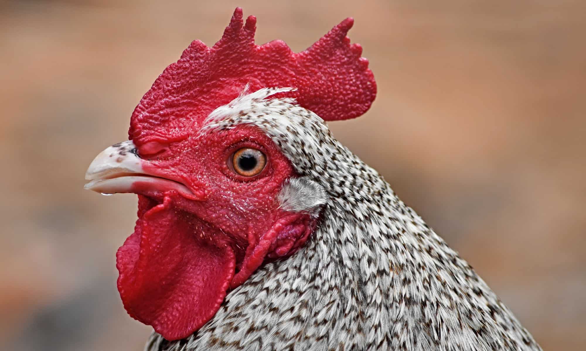 Cuckoo Maran Rooster Vs Hen Male Vs Female Compared A Z Animals Cuckoo Maran Rooster Vs Hen Male Vs Female Compared A Z Animals