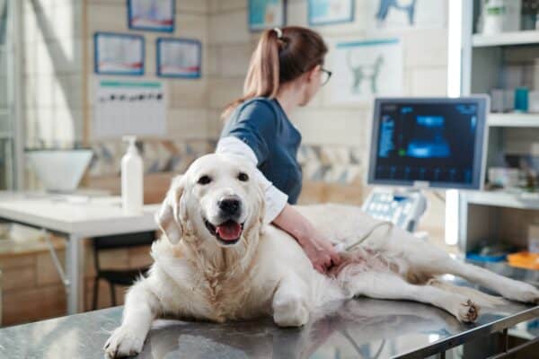 4 Types of Carcinoma in Dogs - A-Z Animals