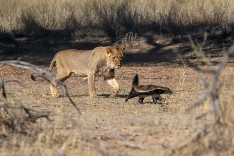 Why Honey Badgers Aren’t Fearless—and Why That Makes Them So Tough - A ...