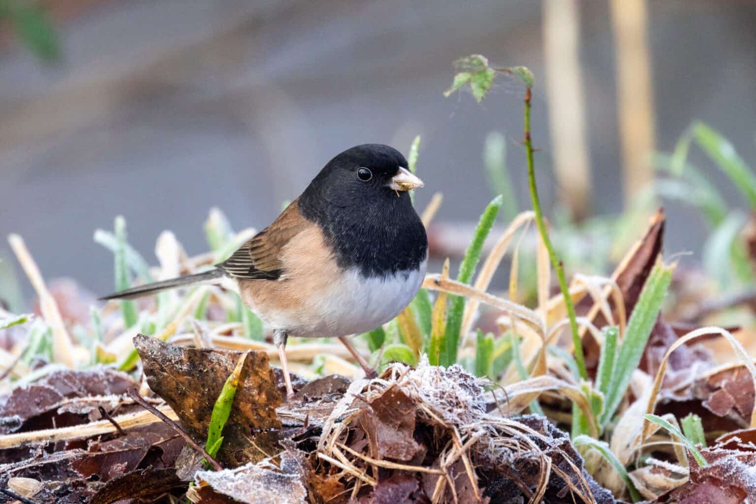 20 Birds That Spend Their Winters in Massachusetts - A-Z Animals
