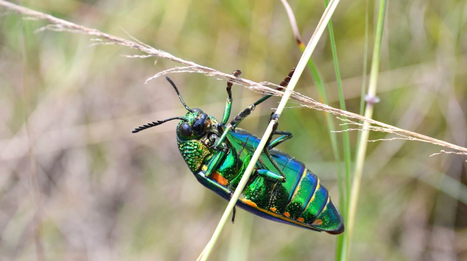 Jewel Beetle Insect Facts - A-Z Animals