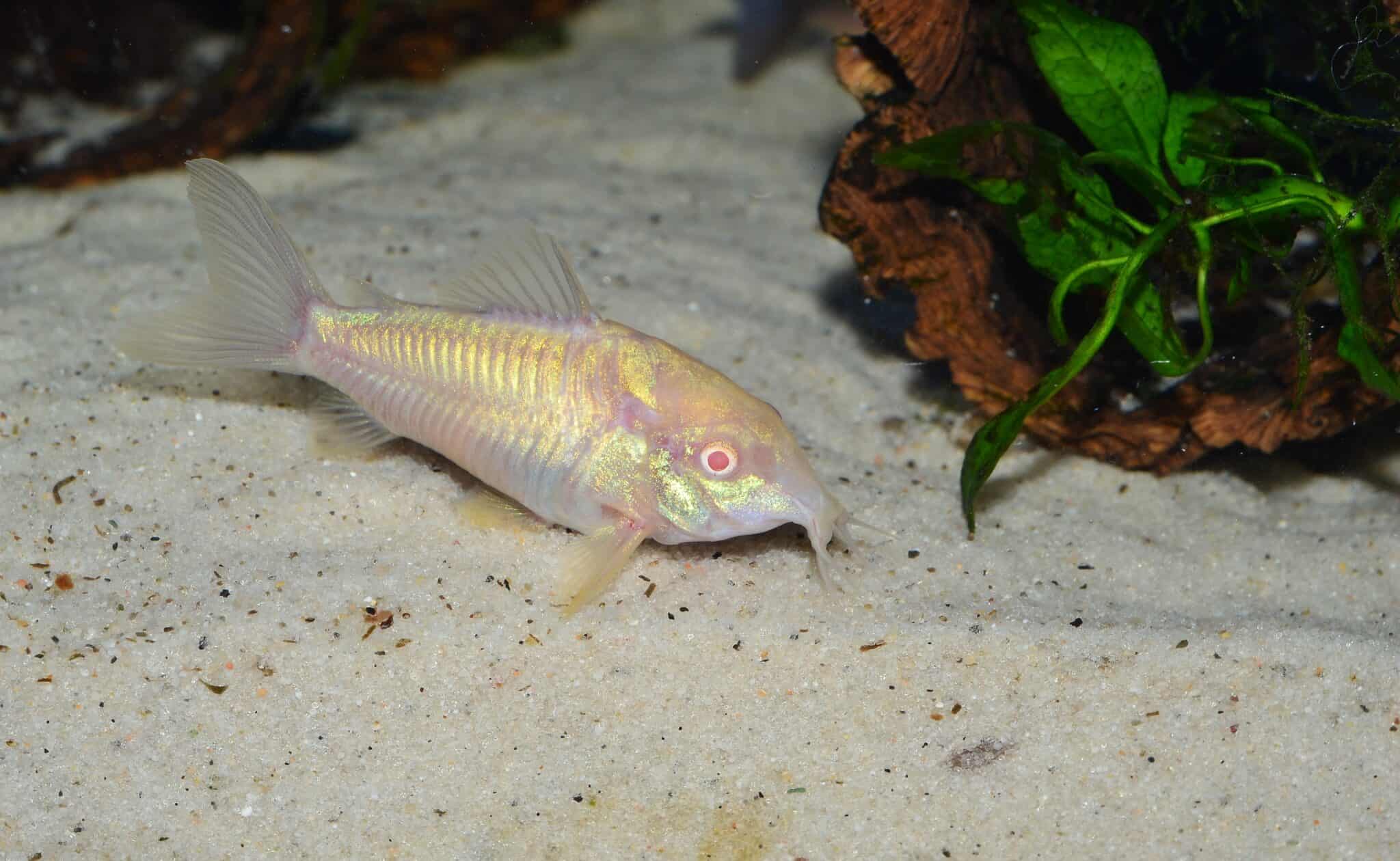 10 Freshwater Catfish to Liven Up Your Aquarium - A-Z Animals