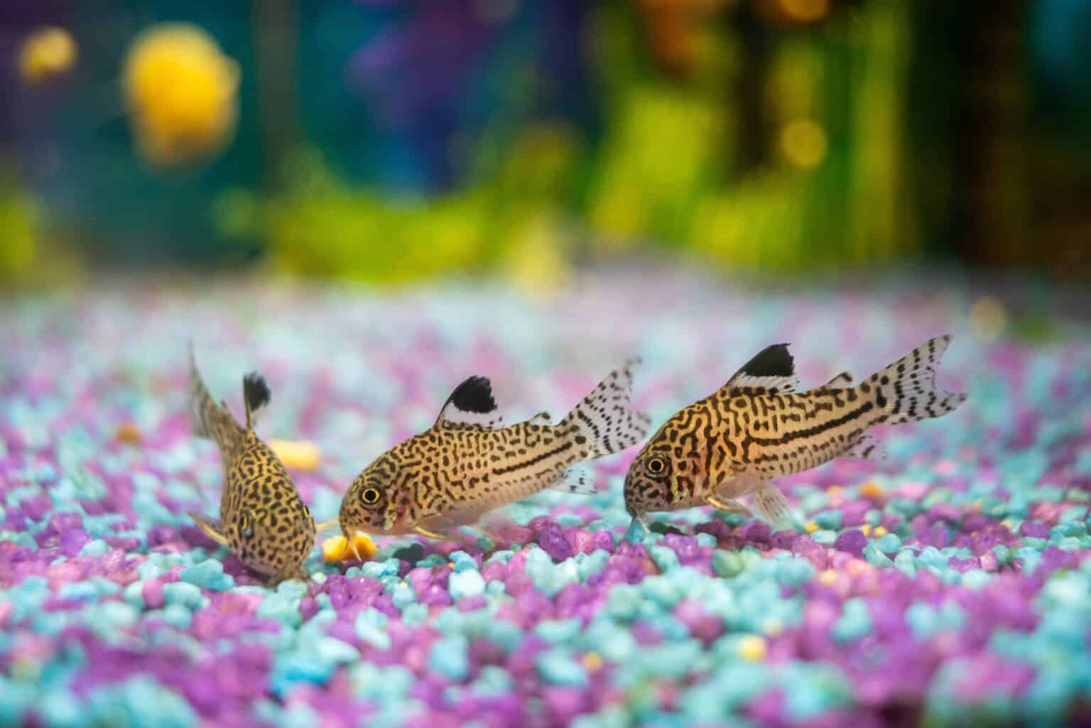 Baby Catfish: 7 Pictures and 7 Amazing Facts - A-Z Animals