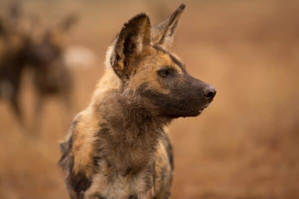Baboons Uncovered: Their Unique Traits, Habitats, and Survival Tactics ...