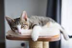 How To Make Your Kitten Poop: 5 Proven Techniques - A-Z Animals