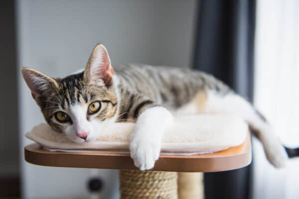 How To Make Your Kitten Poop: 5 Proven Techniques - A-Z Animals