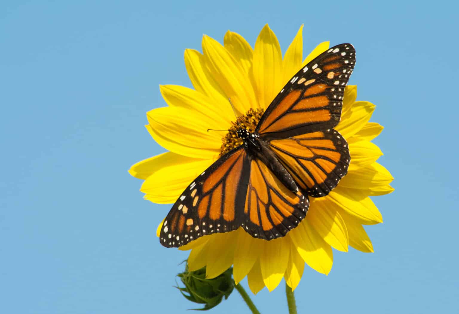 Discover the Official Illinois State Insect - A-Z Animals