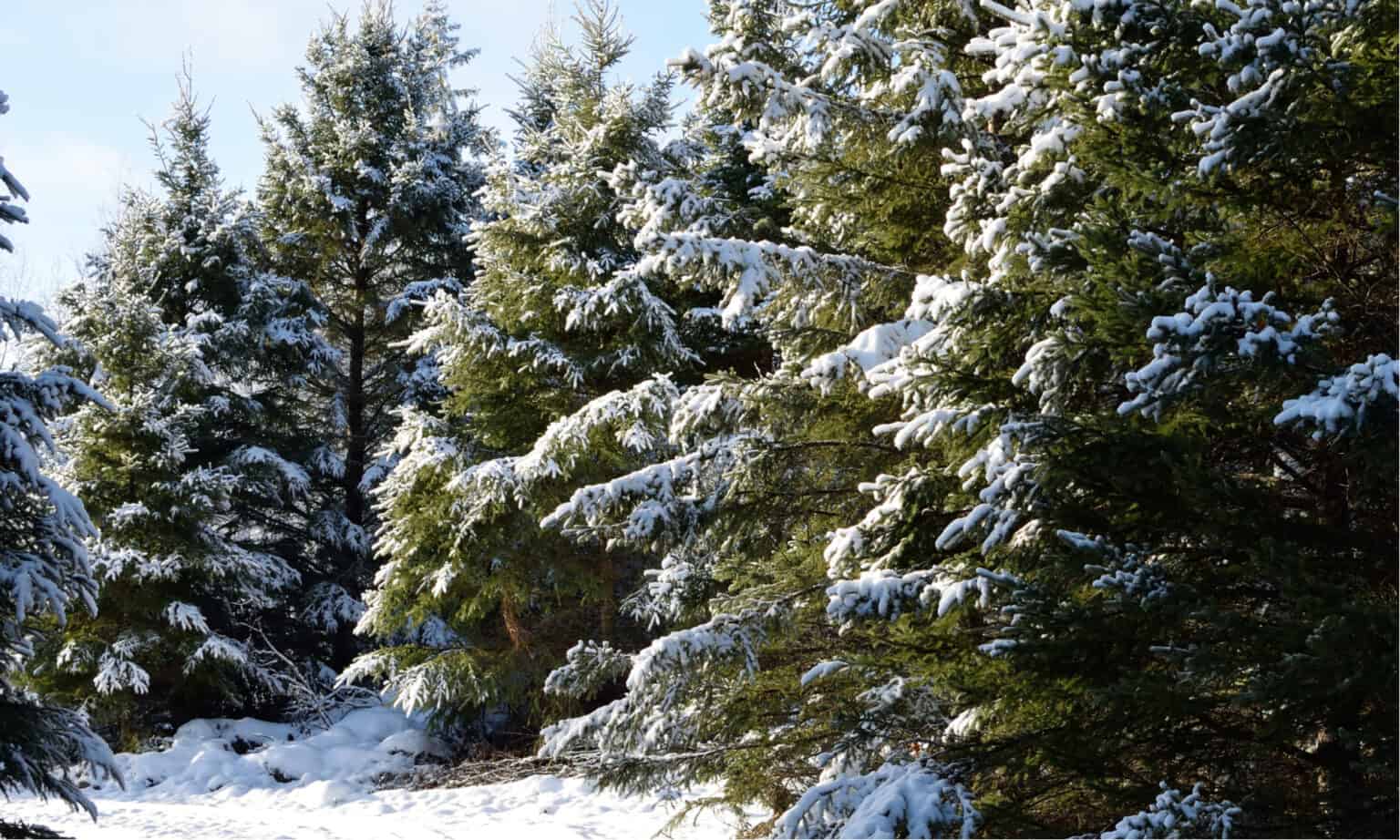 The 14 Most Iconic Trees Native to Alaska - A-Z Animals