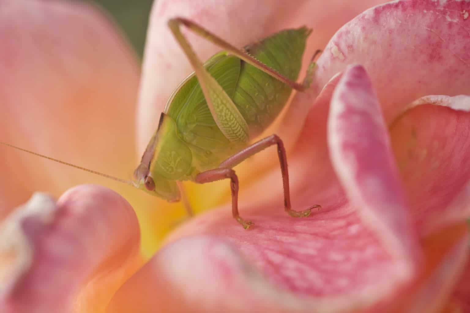 Green Aphids Animal Facts - Aphididae - A-Z Animals