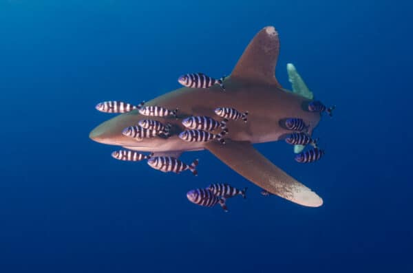 Oceanic Whitetip Shark Animal Facts - Carcharhinus longimanus - A-Z Animals