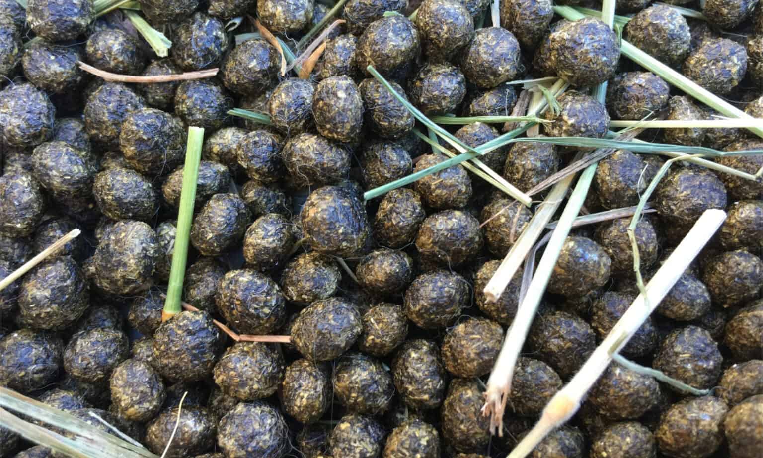 Rabbit Poop: What Do Rabbit Droppings Look Like? - A-Z Animals