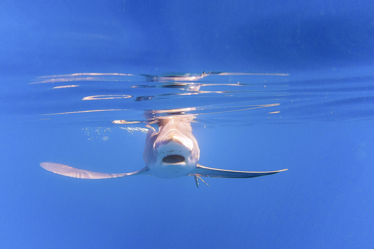 Boaters Witness Rare Great White Shark Feeding Event in Maine - A-Z Animals
