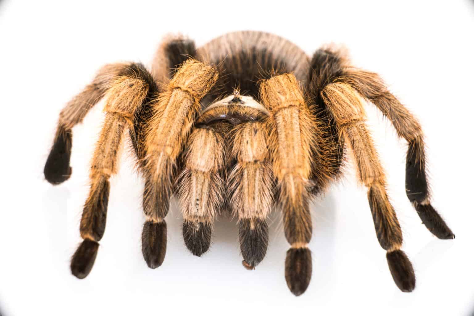 Tarantula Size Comparison: Just How Big Do These Spiders Get? - A-Z Animals