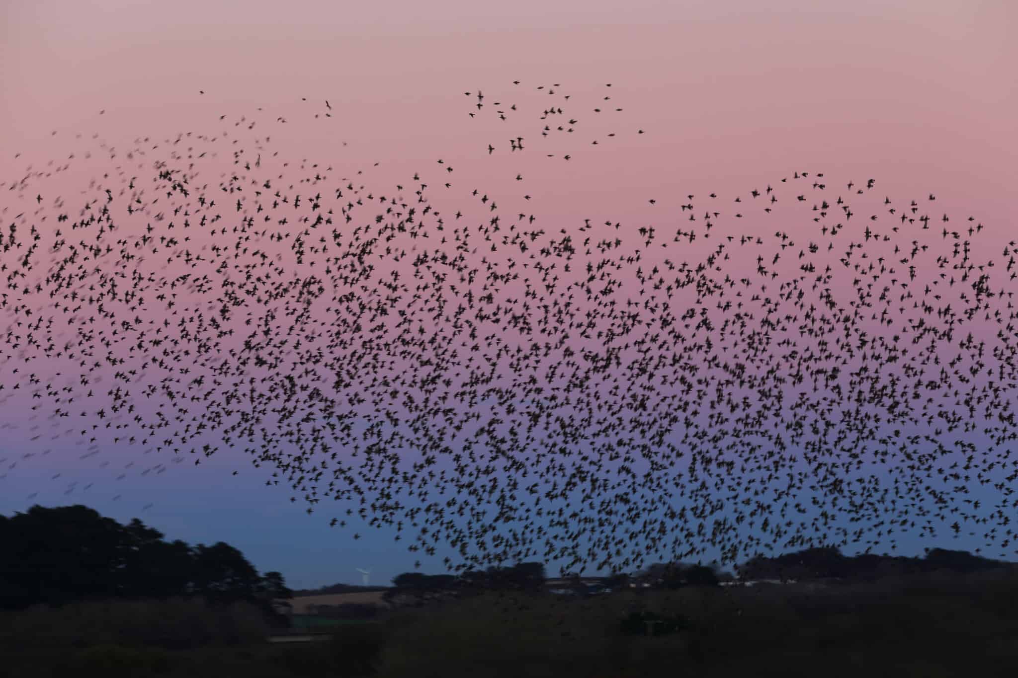 Starling Murmuration: What Is It and Where You Can See It - A-Z Animals