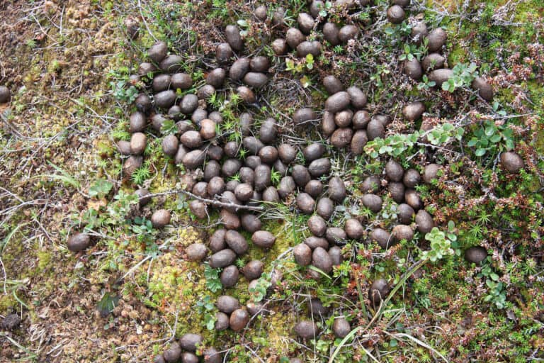 Reindeer Poop: Everything You've Ever Wanted to Know - A-Z Animals