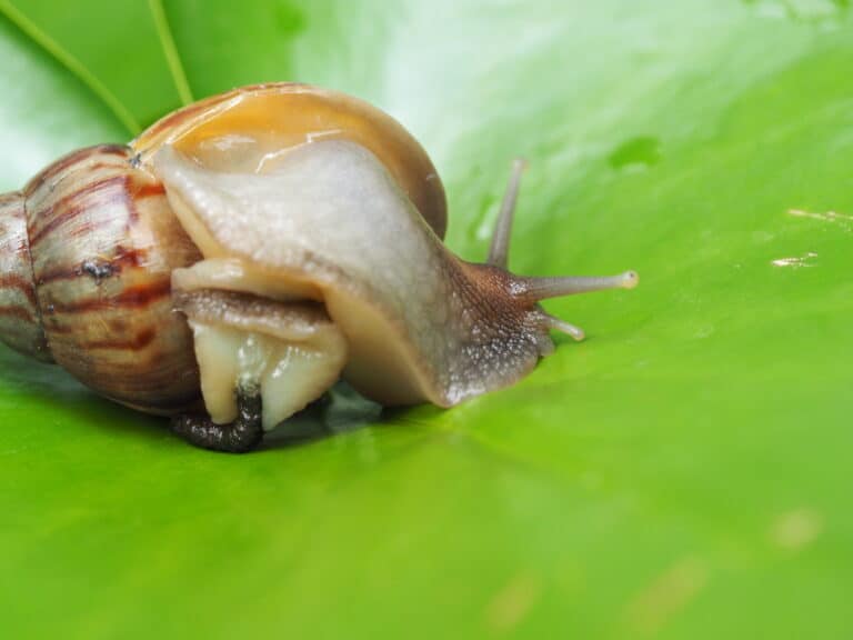 Snail Animal Facts - Achatinoidea - A-Z Animals