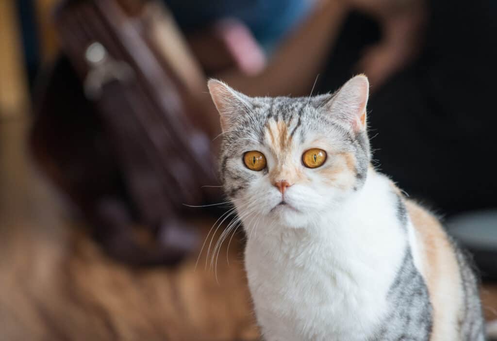Cat Breeds - Types of Pet Cats - A-Z Animals