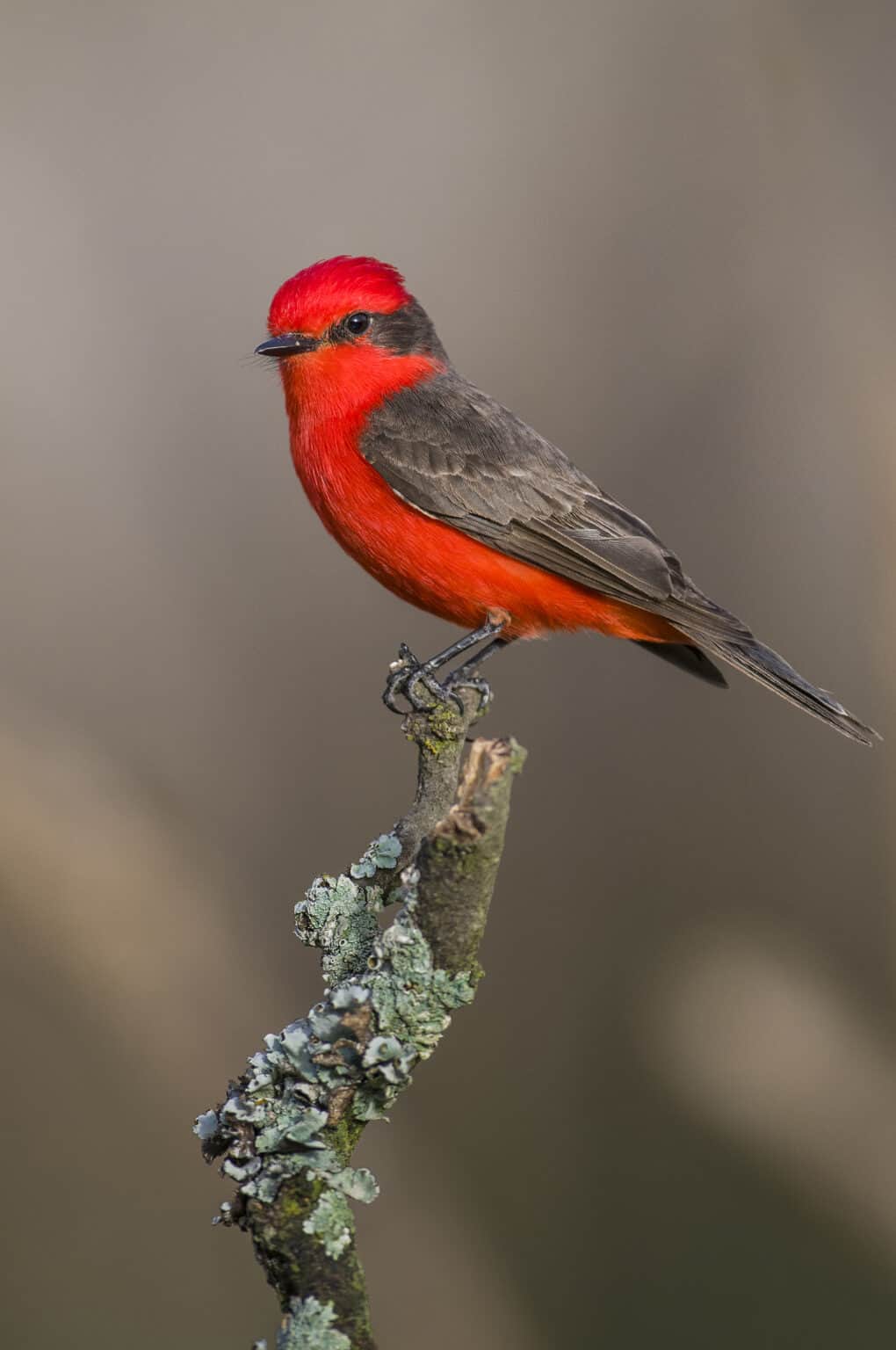 Discover 19 Incredible Birds That Start With V - A-Z Animals