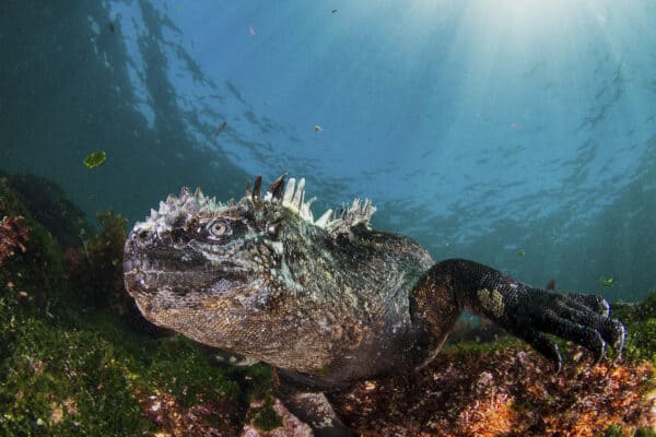 This Godzilla-Like Creature Sneezes Salt - A-Z Animals