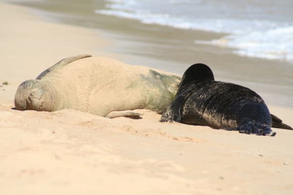 Hawaiian Monk Seal Animal Facts - Neomonachus schauinslandi - A-Z Animals