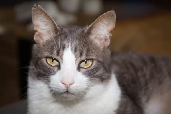 American Wirehair Animal Facts - Felis catus - A-Z Animals