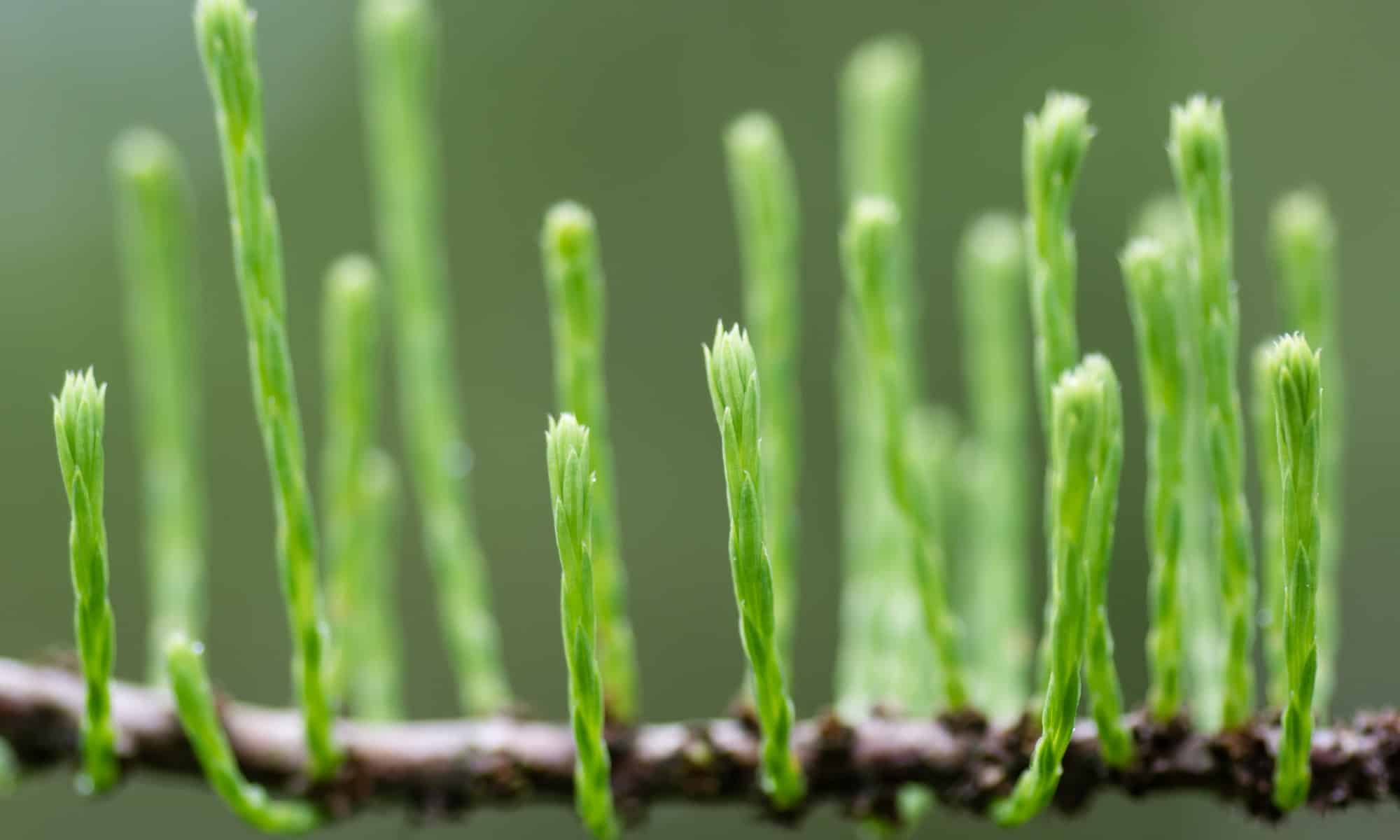 Pond Cypress vs Bald Cypress: 5 Key Differences - A-Z Animals