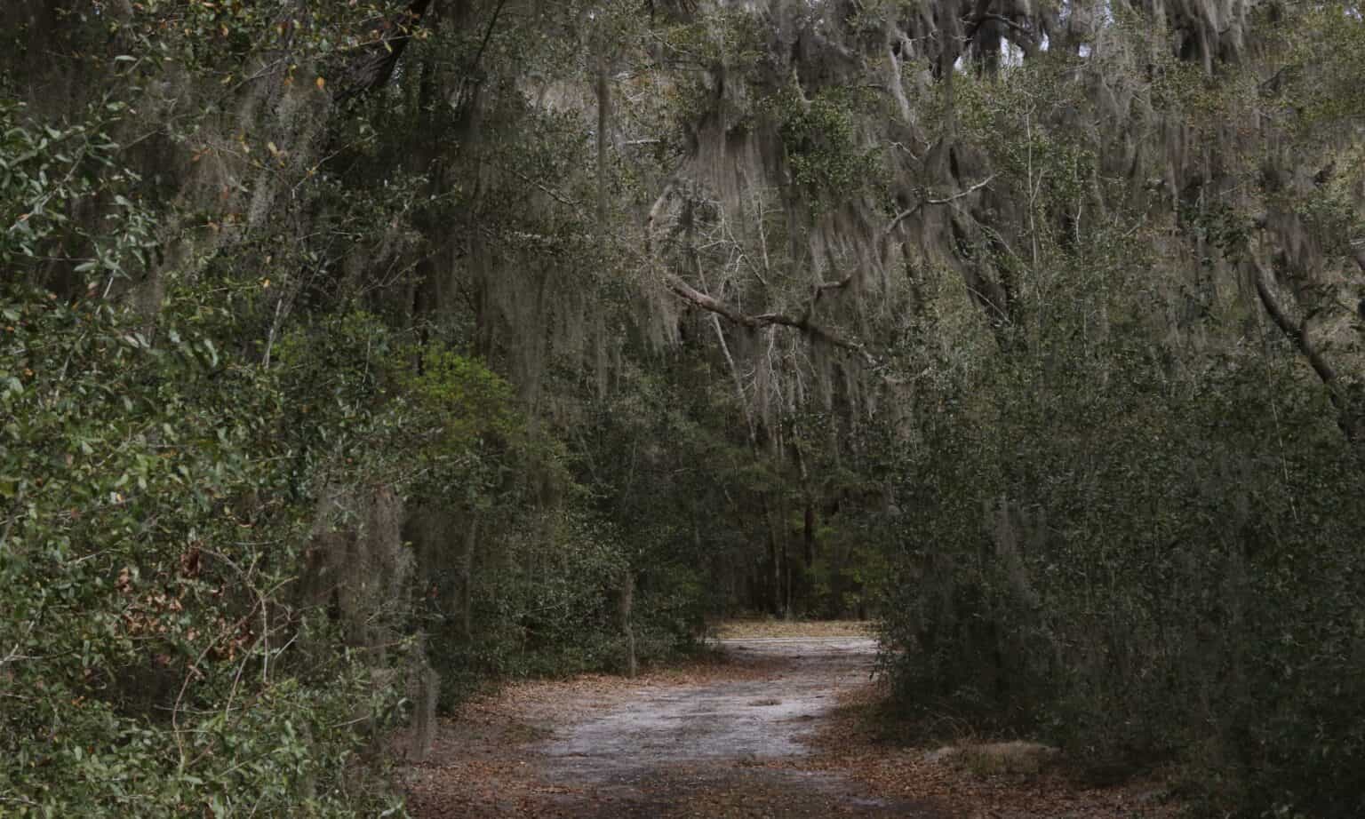 Georgia’s 5 Best Bird Watching Spots This Summer - A-Z Animals
