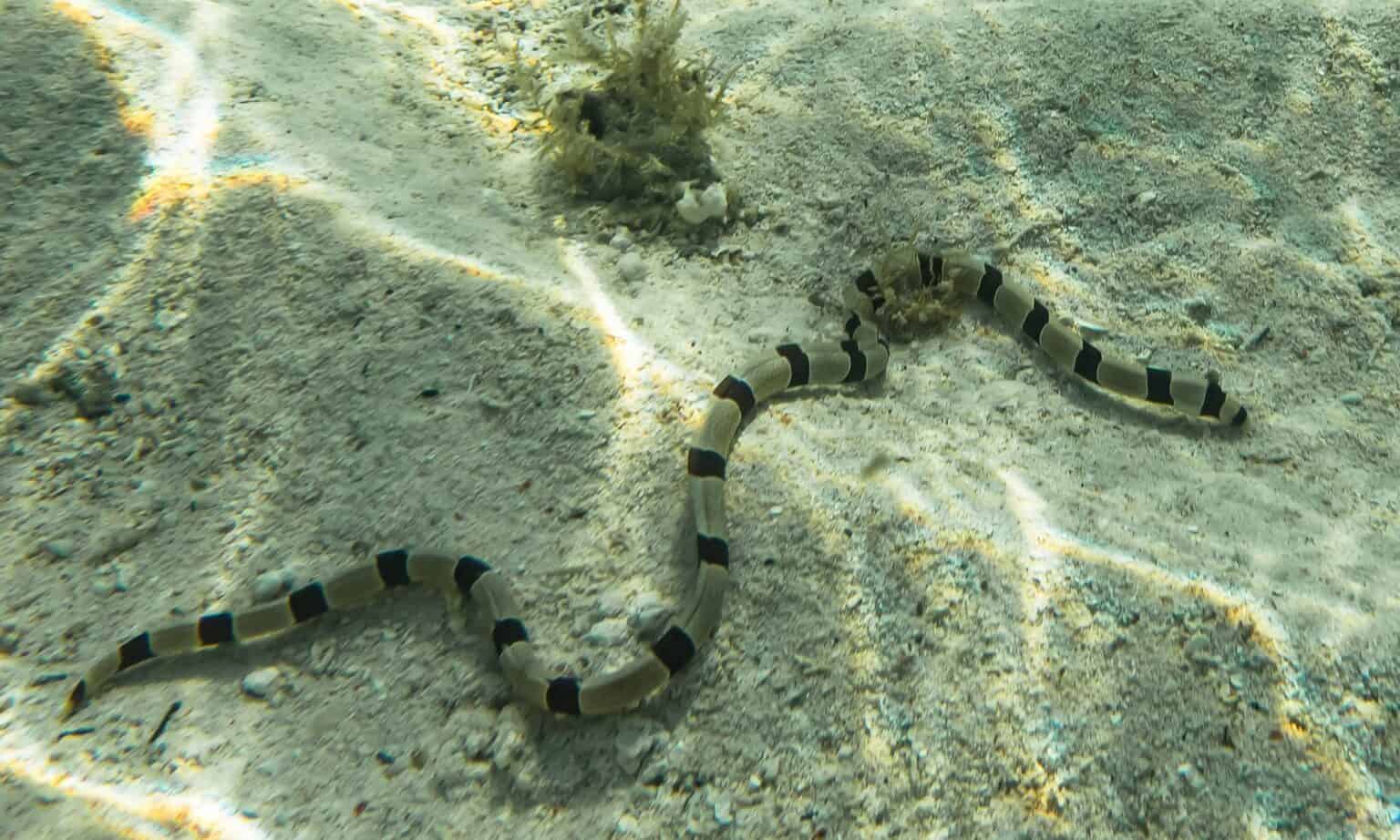 Discover the 2 Sea Snakes That Live Closest to U.S. Beaches - A-Z Animals