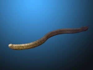 Discover 10 Extinct Animals That Lived In Oregon - A-Z Animals