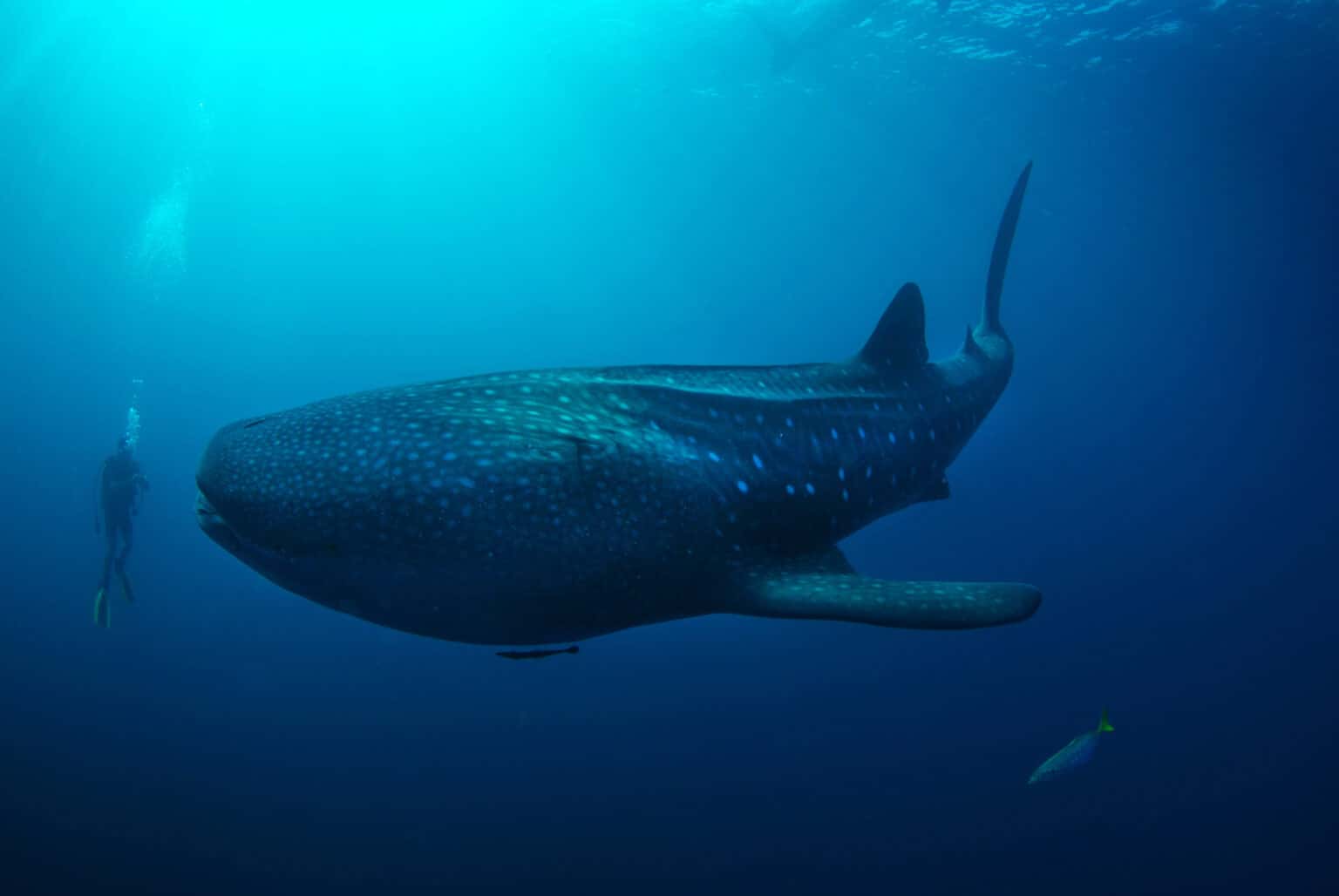 The World's Largest Fish: 10 Incredible Facts About Whale Sharks - A-Z ...