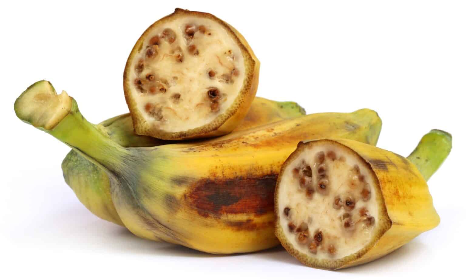 Plantain Tree vs Banana Tree: 5 Key Differences - A-Z Animals