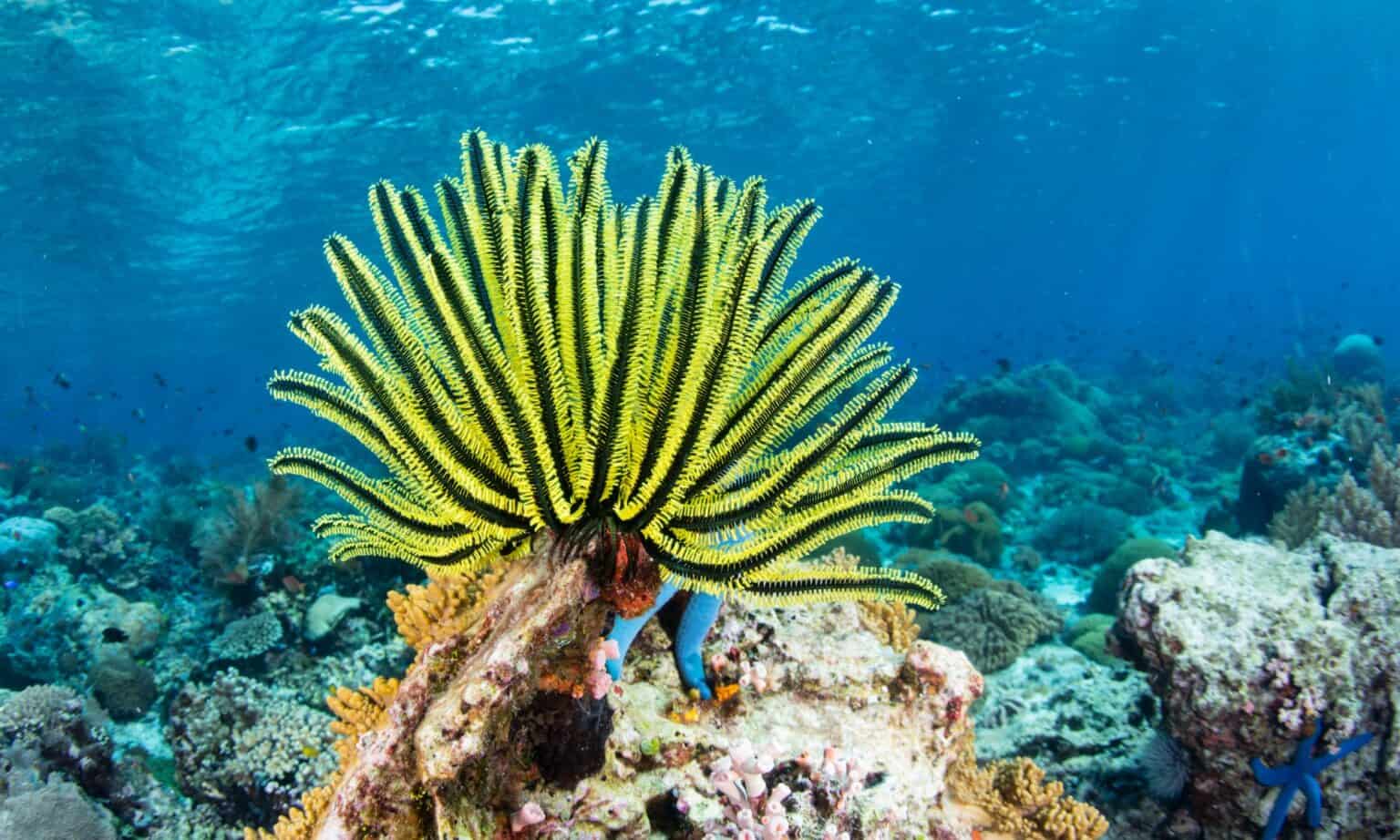 10 Fascinating Facts About Corals: From Living Creatures to Ocean ...