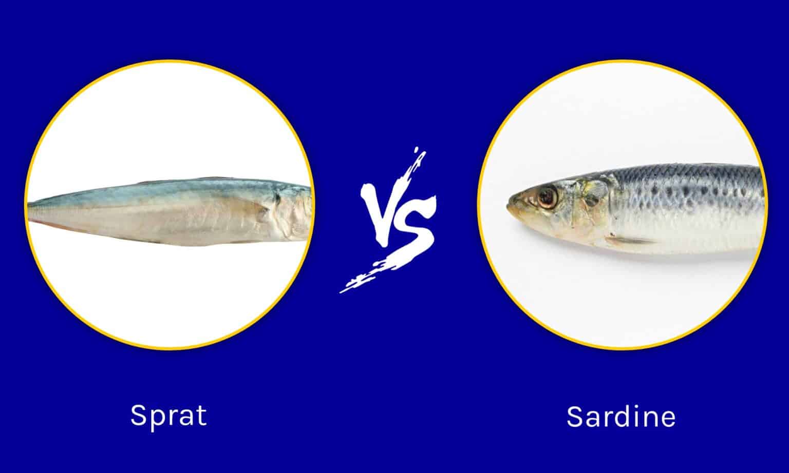 Sprats vs. Sardines: What Are The Differences? - A-Z Animals