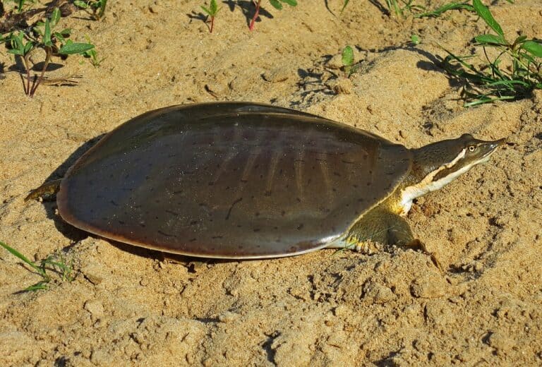 10 Turtles in Kentucky - A-Z Animals