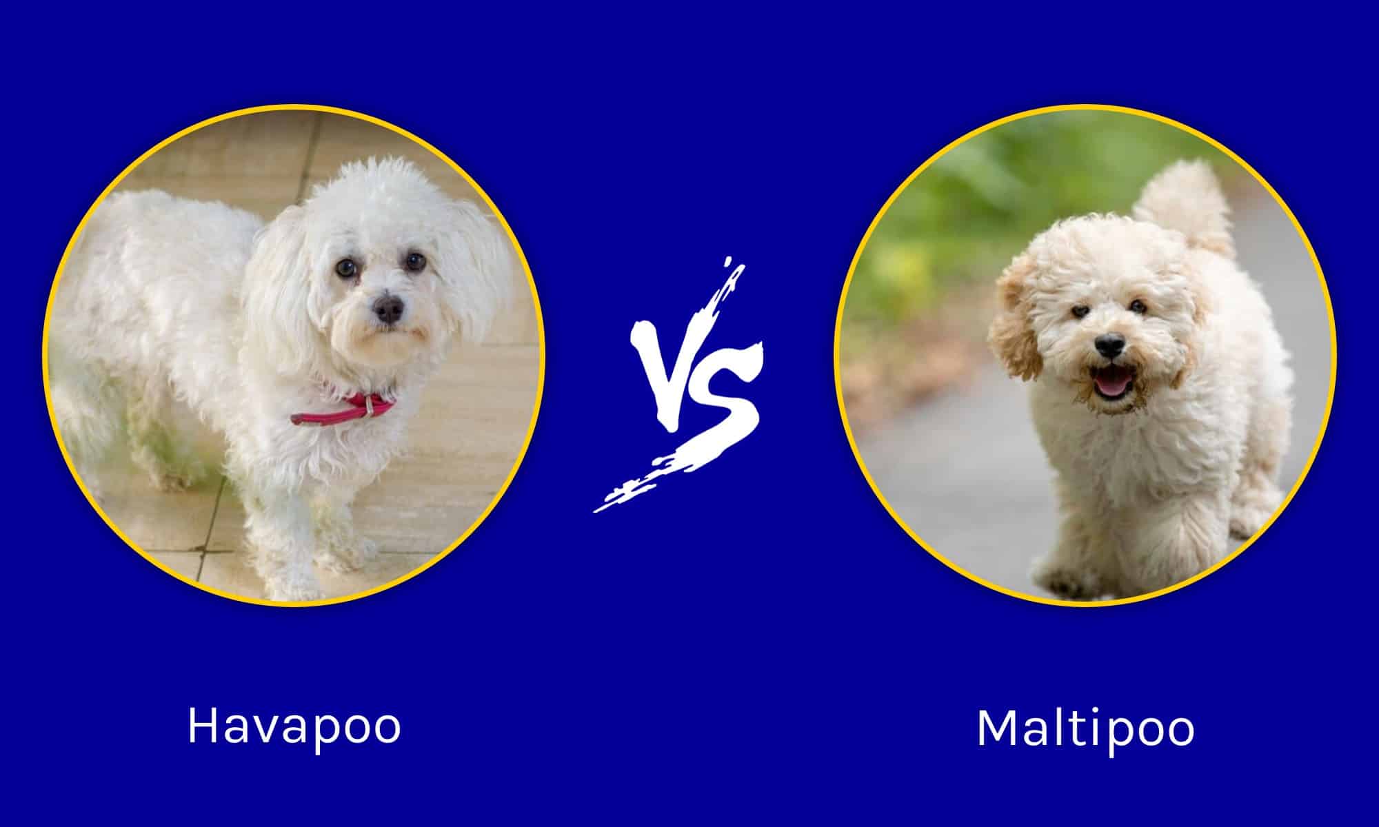 Havapoo vs Maltipoo - A-Z Animals