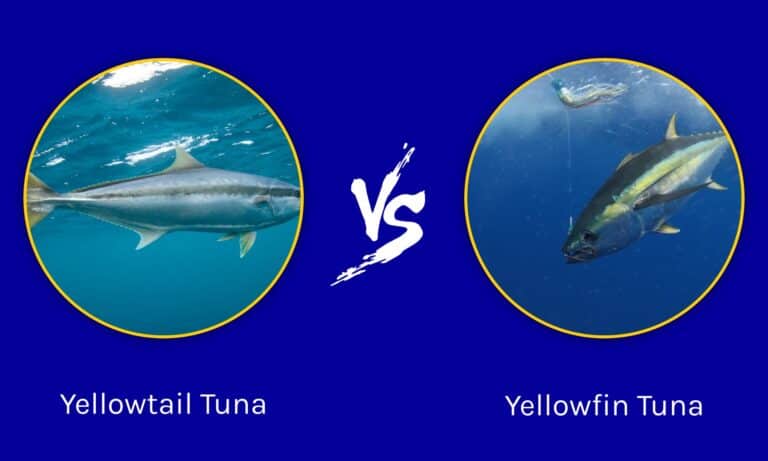 Yellowtail vs. Yellowfin Tuna: The Key Differences - A-Z Animals