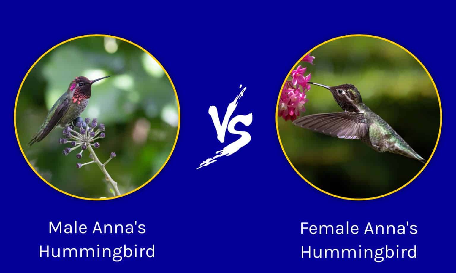 Male vs Female Anna’s Hummingbird: What Are the Differences? - A-Z Animals