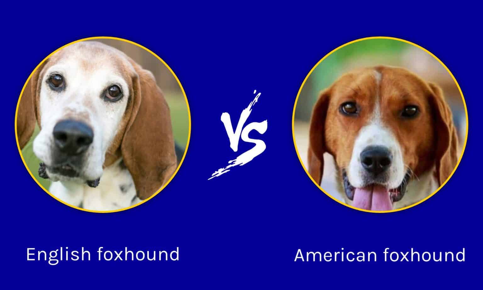 English Foxhound vs. American Foxhound: Key Differences Explained - A-Z ...