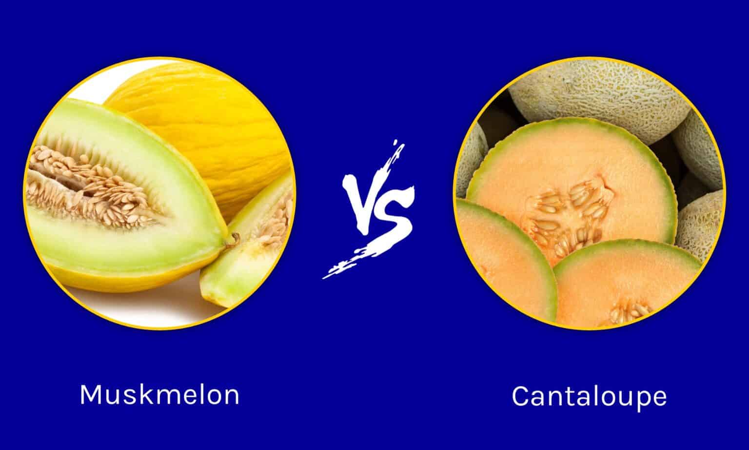 Muskmelon vs Cantaloupe: Is There a Difference? - A-Z Animals