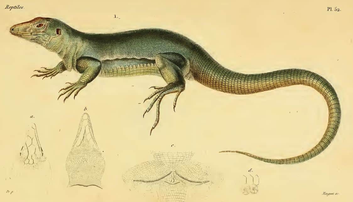 Discover 10 Extinct Lizard Species - A-Z Animals
