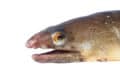 10 Animals That Give Birth and Then Die - A-Z Animals