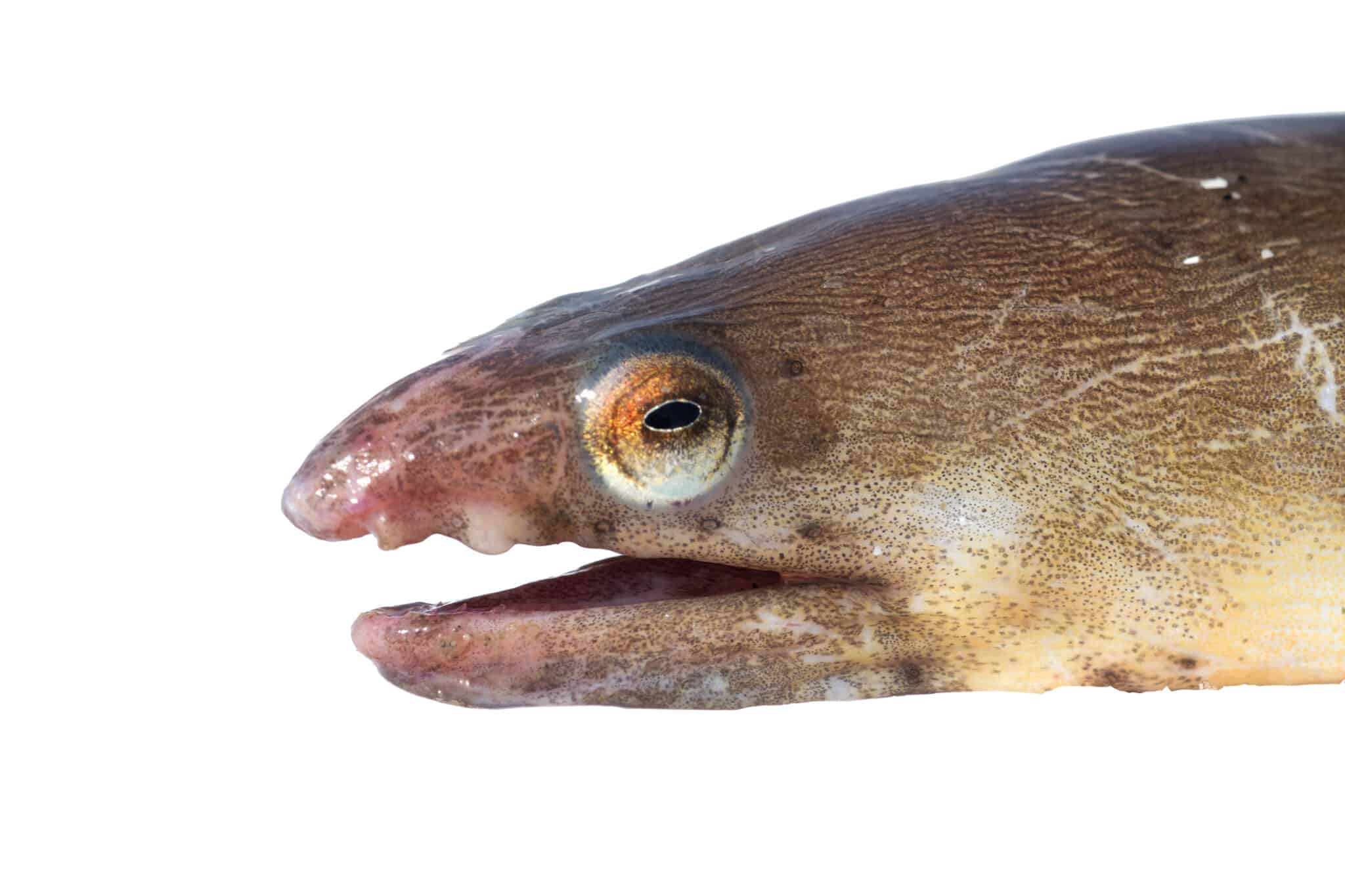 10 Animals That Give Birth and Then Die - A-Z Animals