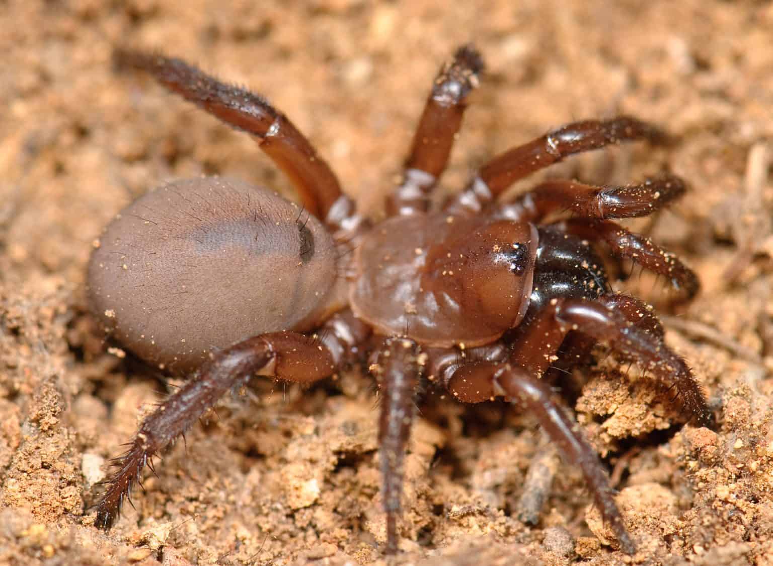 5 of the Biggest Spiders in Pennsylvania - A-Z Animals