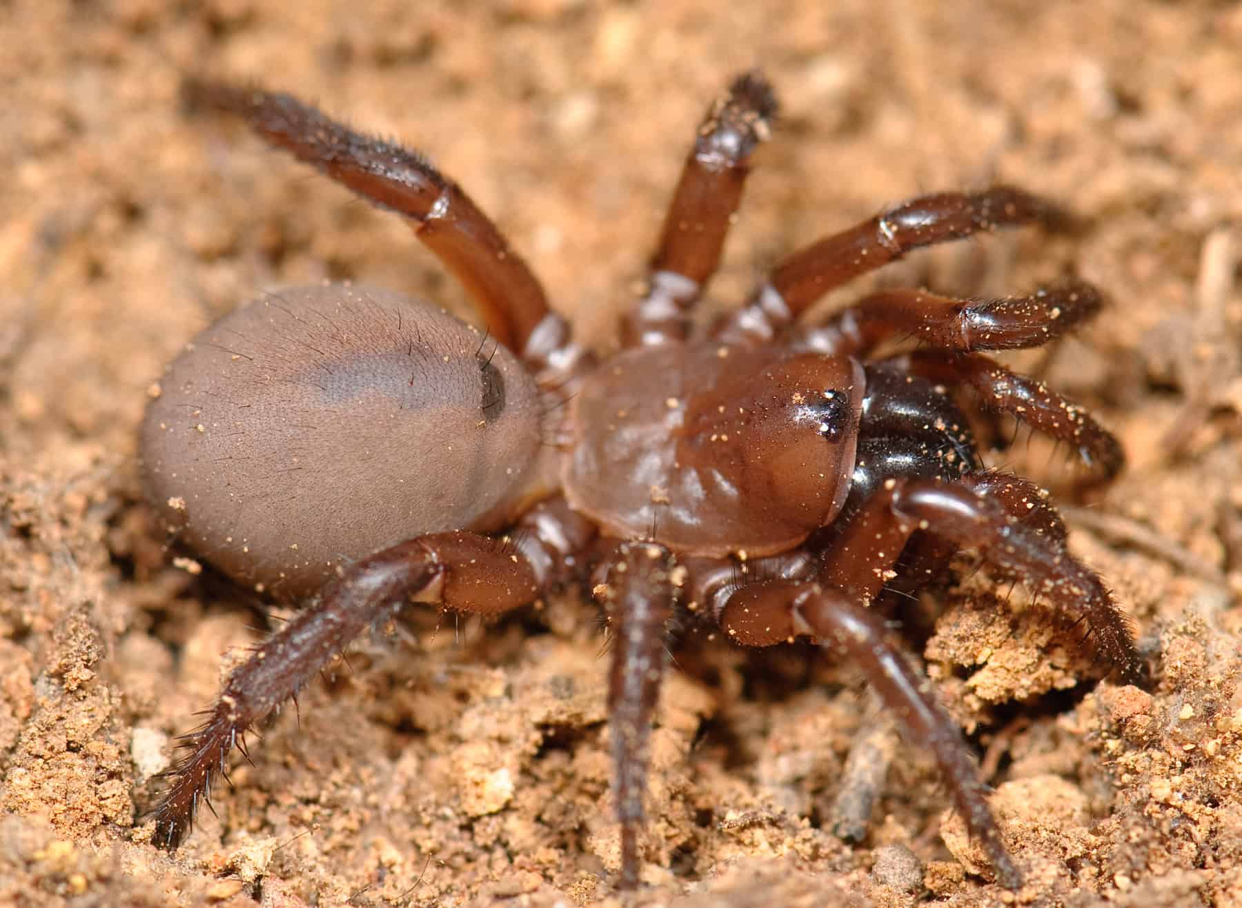 5 of the Biggest Spiders in Pennsylvania - A-Z Animals