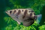 Archerfish Animal Facts - Toxotidae - A-Z Animals