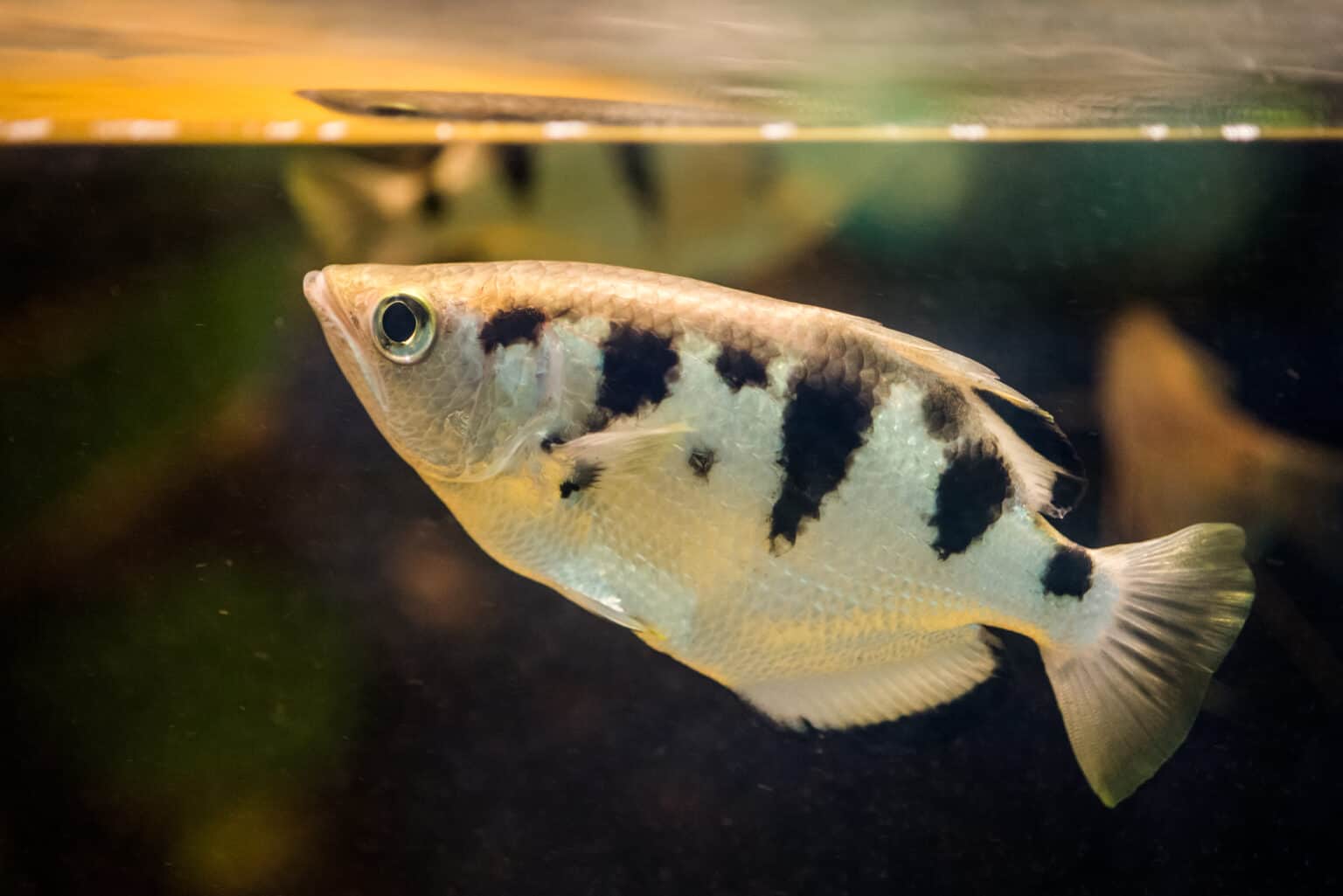 Archerfish Animal Facts - Toxotidae - A-Z Animals